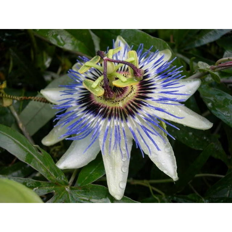 Passiflora Caerulea Fruit
