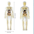 Human Skeleton Anatomy Model For Teaching Demonstration Clear ...