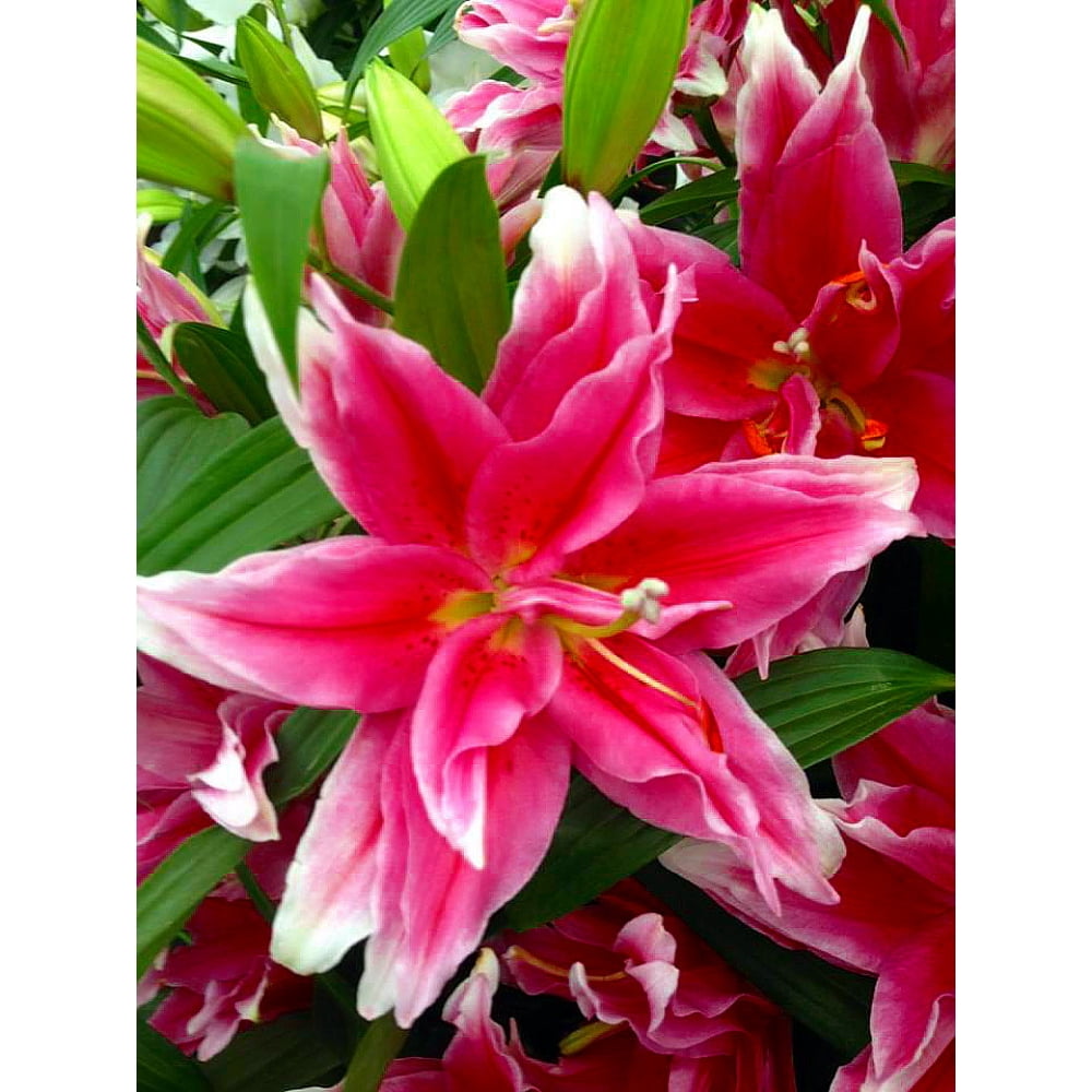 Elena Double Oriental RoseLily 2 Bulbs - Huge Double Blooms - Fragrant ...