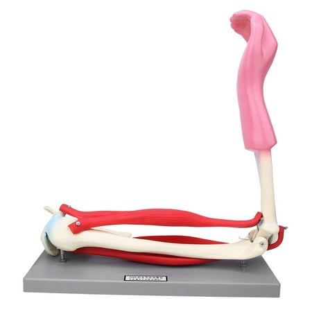Ccdes Anatomical Model,Anatomical Elbow Model,Arm Moving Model ...