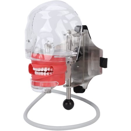 Dental Model, Teeth Dental Models Dental Simulator Orthodontic ...