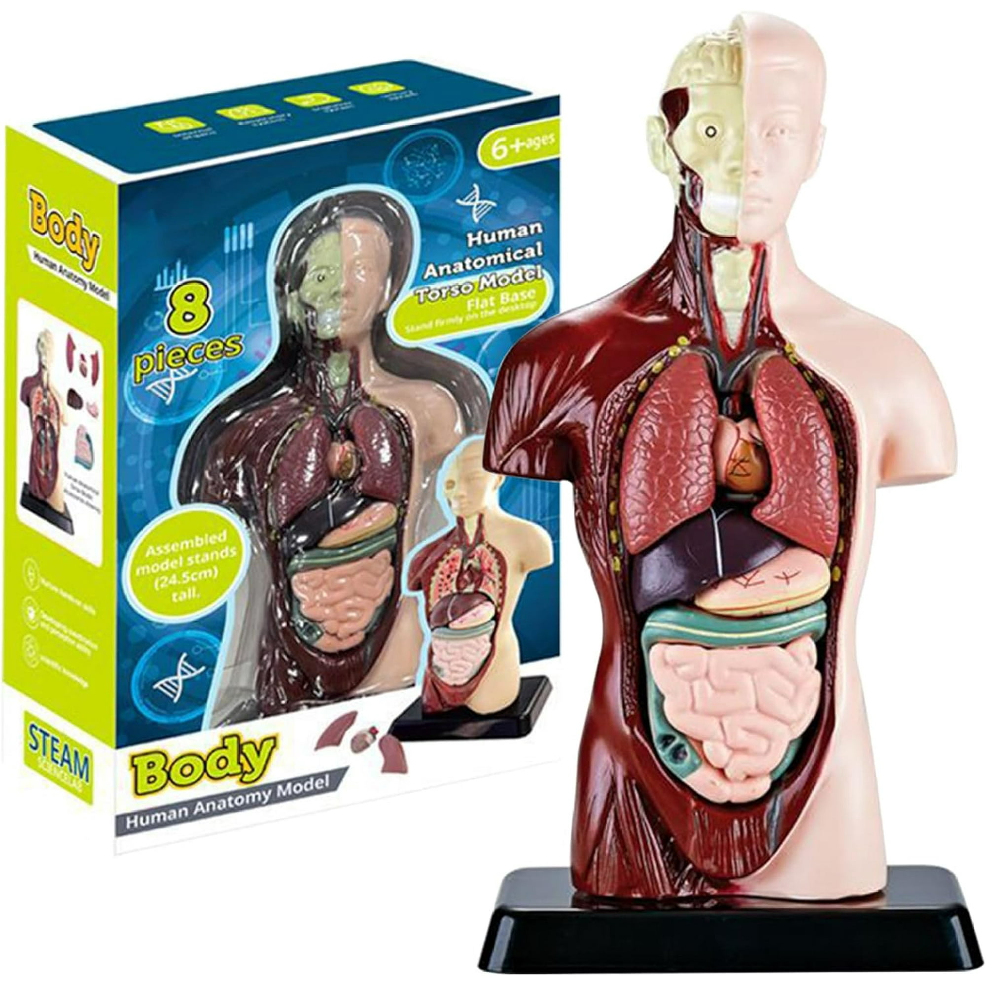 Click here for Surjde Human Body Model For Kids Educational Scien... prices