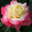 Fragrant Stiletto‚Ñ¢ Rose Bushes by Heirloom Roses - Live Hybrid Tea ...
