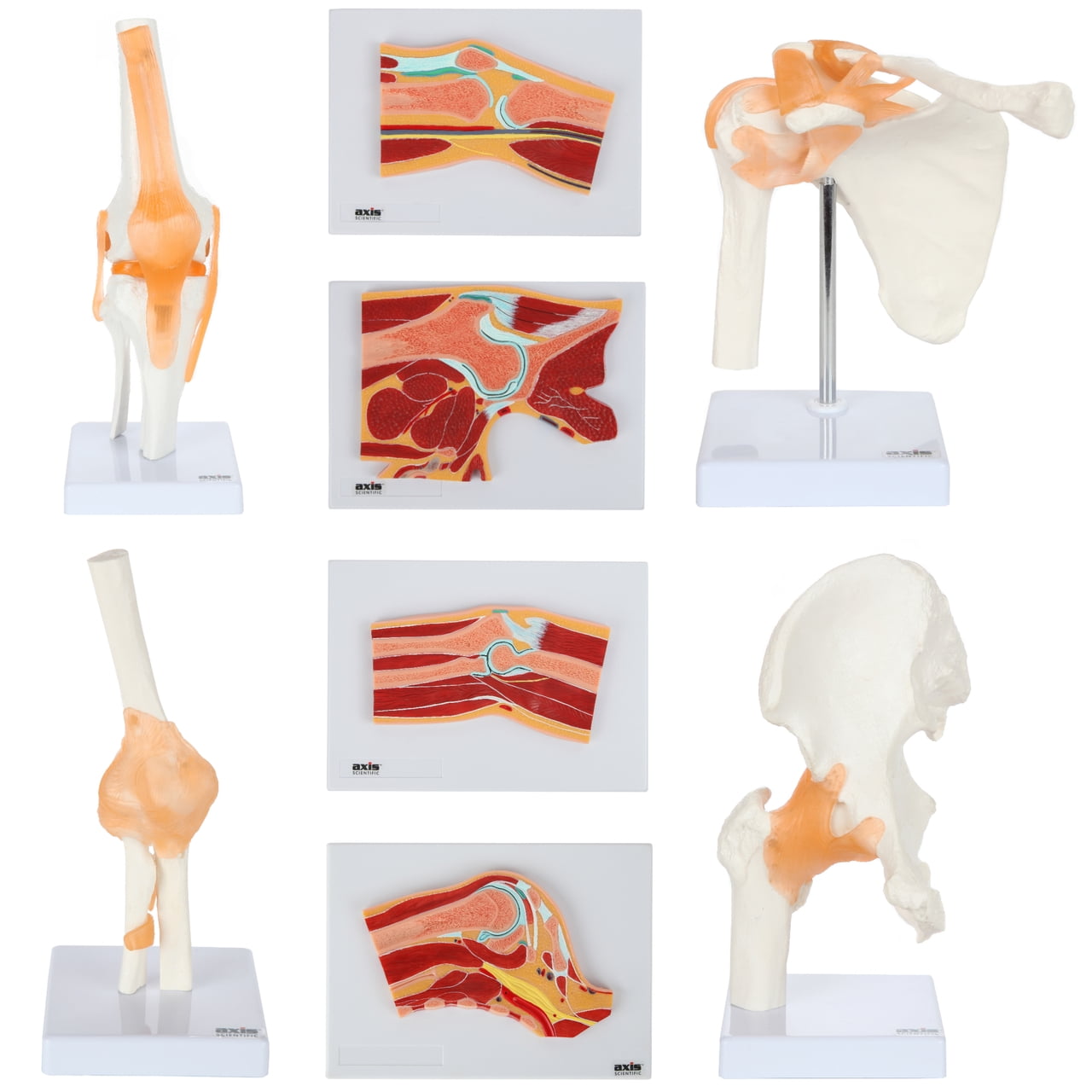 Axis Scientific Functional Joints and Cross Sections Anatomy Model Set ...