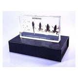Resin Development Specimen Paperweight Taxidermy Collection Embedded In ...