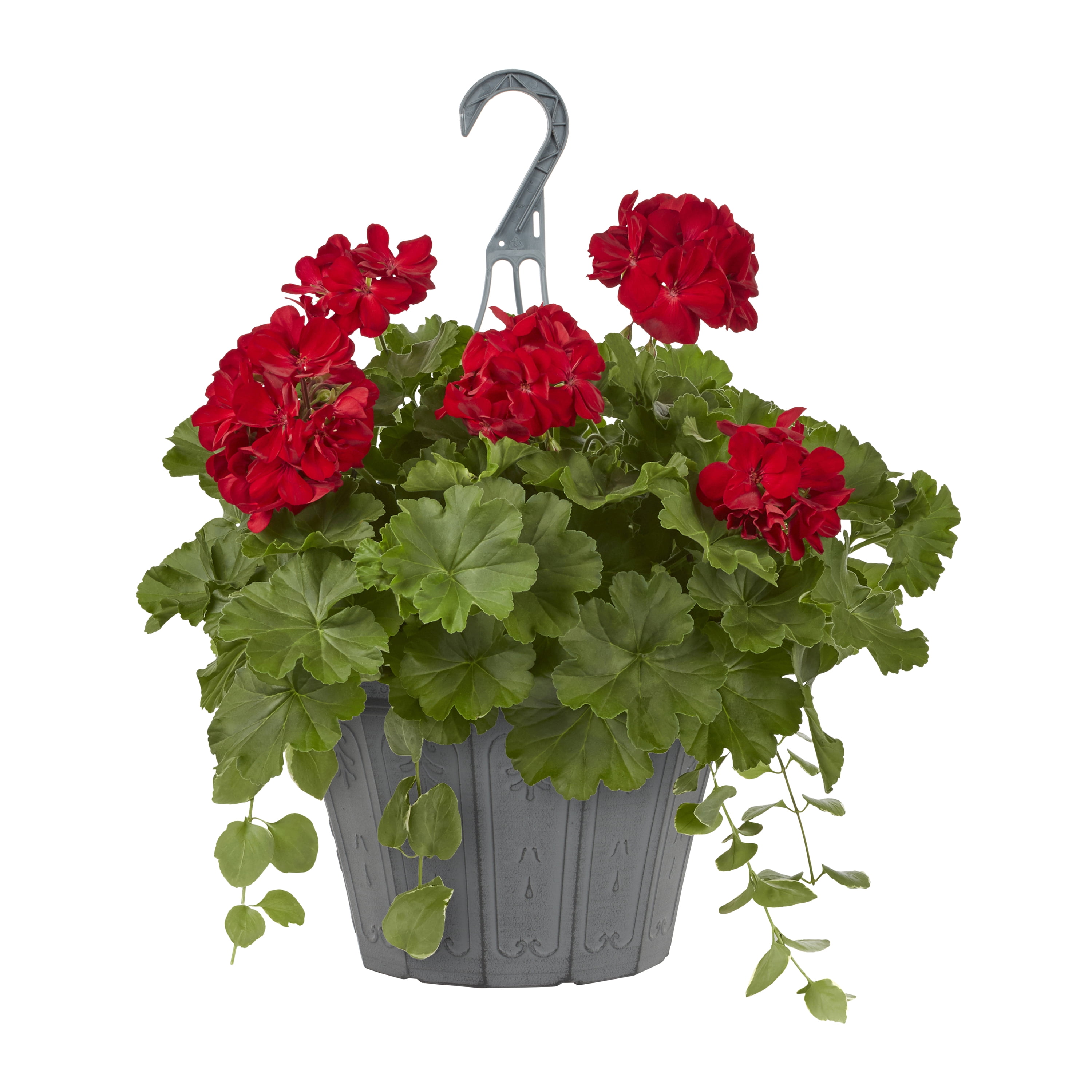 Better Homes & Gardens 2G Multicolor Geranium Combo Live Plants with ...