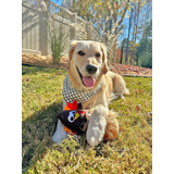Midlee Thanksgiving Gnome Dog Toy with Hidden Ball - Walmart.com