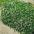 Irish Moss Ground Cover Plants & Seed - Natural Sun Flower, 10000 Seeds ...