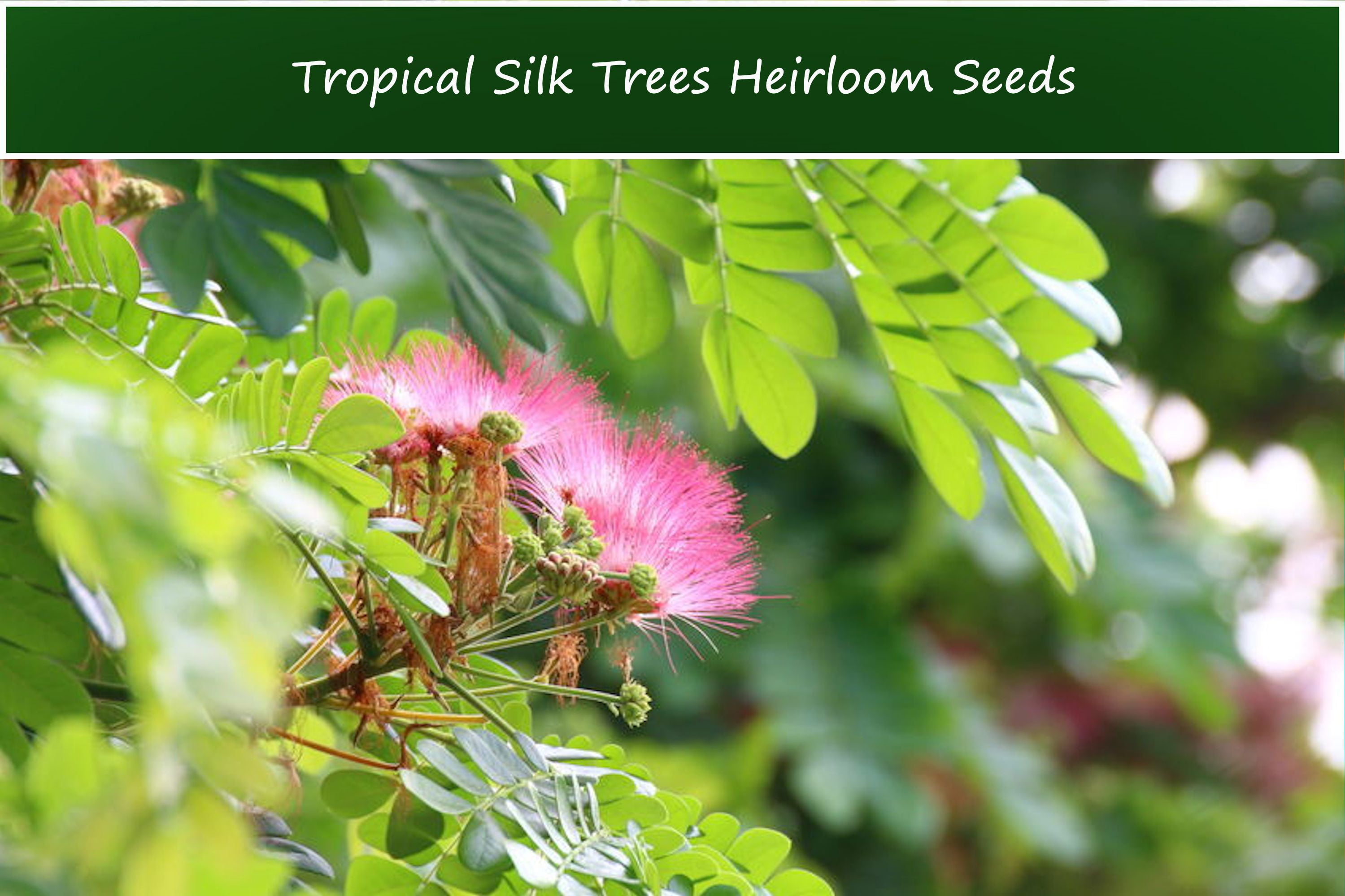 Tropical SEEDS- Silk Tree -10 Heirloom Seeds -Mimosa Plant - - Albizia ...