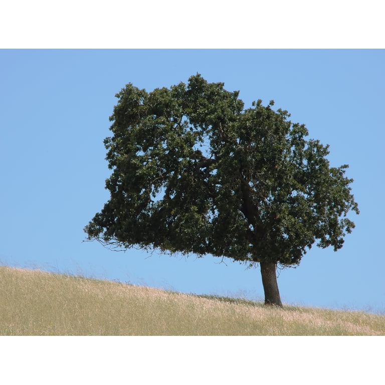 Single Oak Tree Near Water