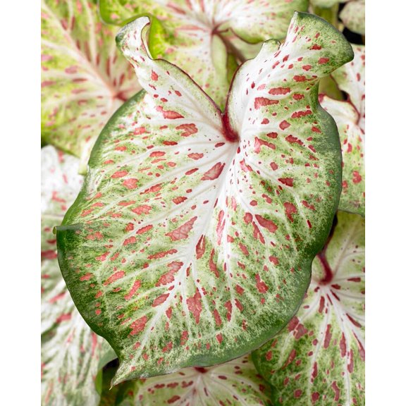 Caladium Bulbs for Planting - Perennial Hosta, Elephant Ears, Fancy (10 ...