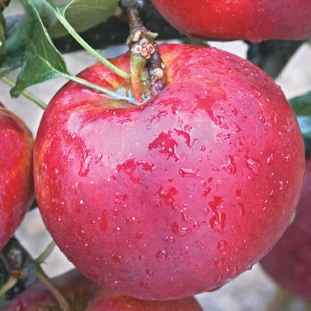 Pixie Crunch Apple Standard Dormant Bare Root Starter Fruit Tree (1 ...