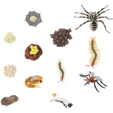 2 Sets Animal Life Cycle Toys Butterfly Snail Animal Growth Stage ...