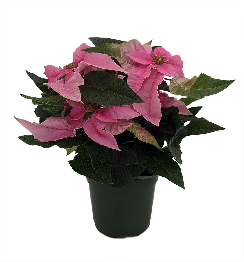 New Light Pink Princettia® Poinsettia -Mini Curled Flowers- 4.5" Pot ...