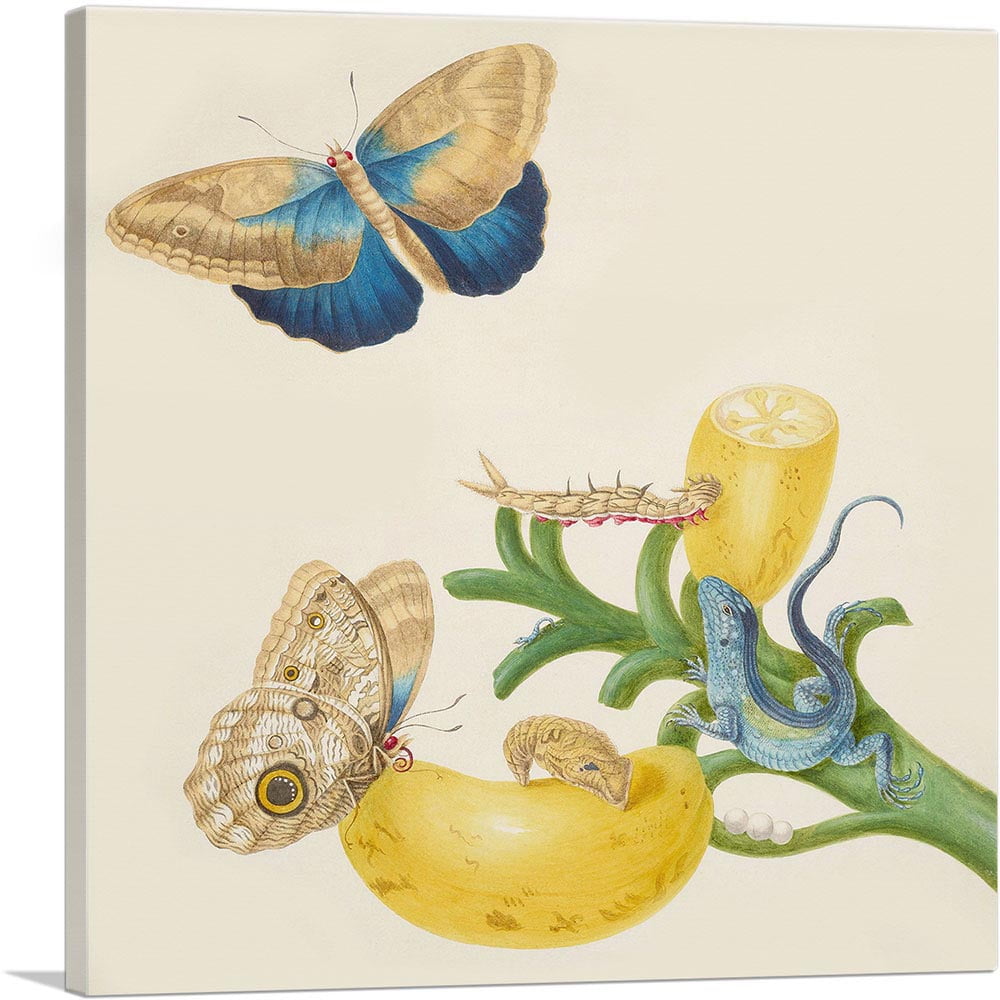 ARTCANVAS Banana With Teucer Owl Butterfly Rainbow Whiptail Lizard 1702 ...