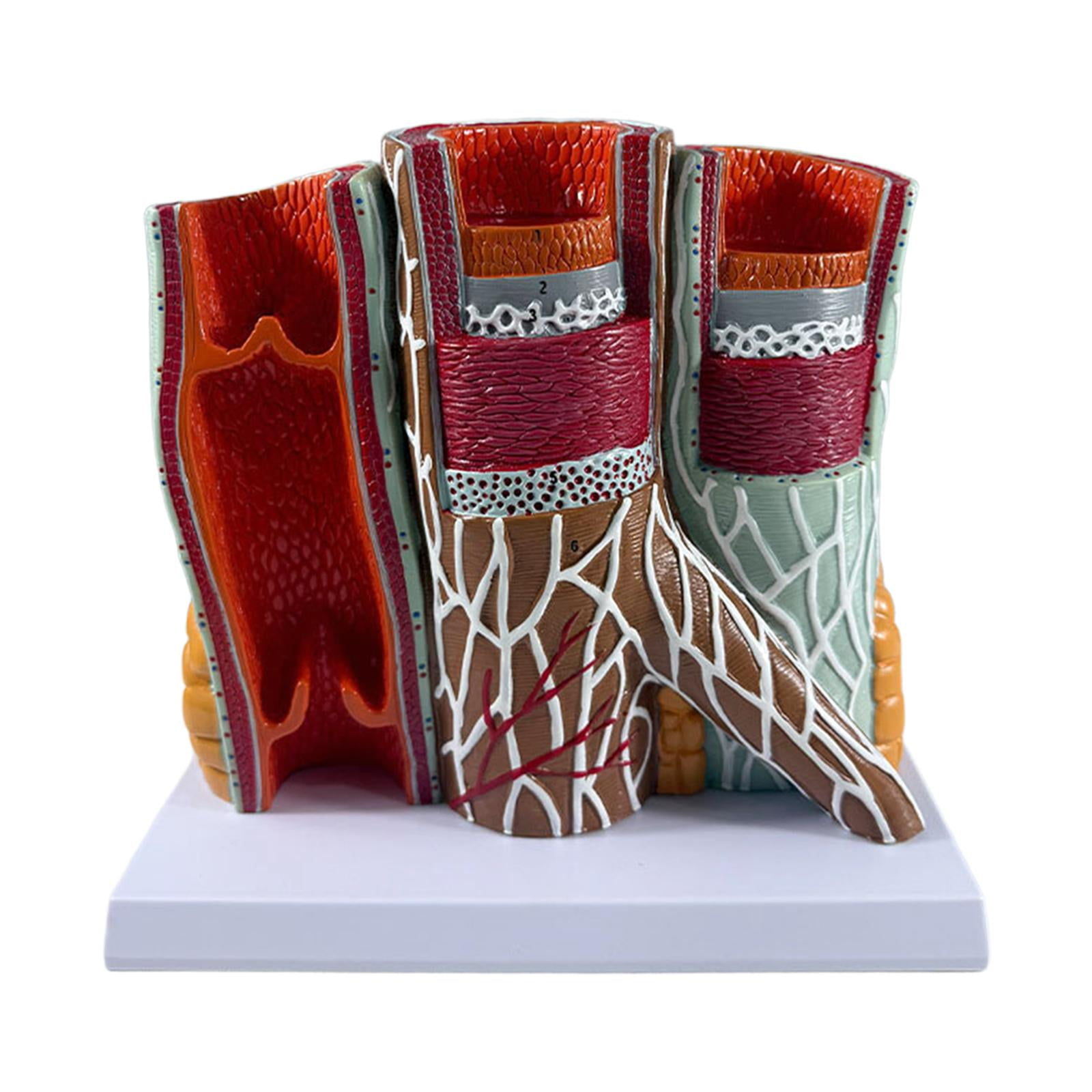 Click here for Lipstore Human Blood Vessel Model Educational With... prices