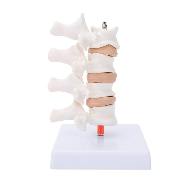 Anatomical Spine Model, Eco-friendly Anatomical Osteoporosis Model Safe ...
