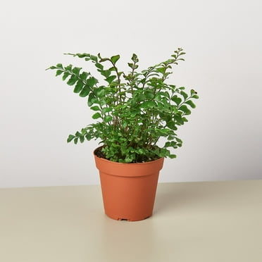 Jester's Crown Fern - 4" Pot - Walmart.com