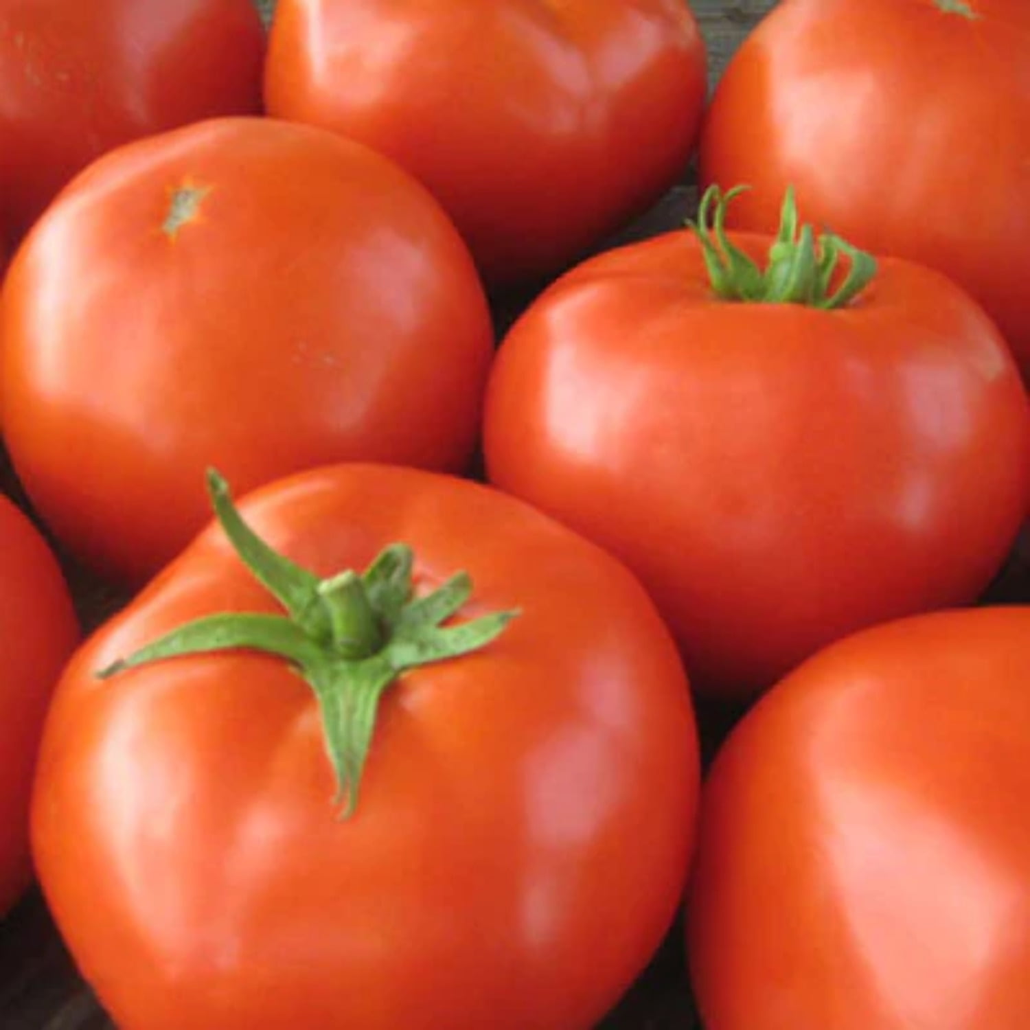 Tomato Mountain Merit F1 Seed - Walmart.com