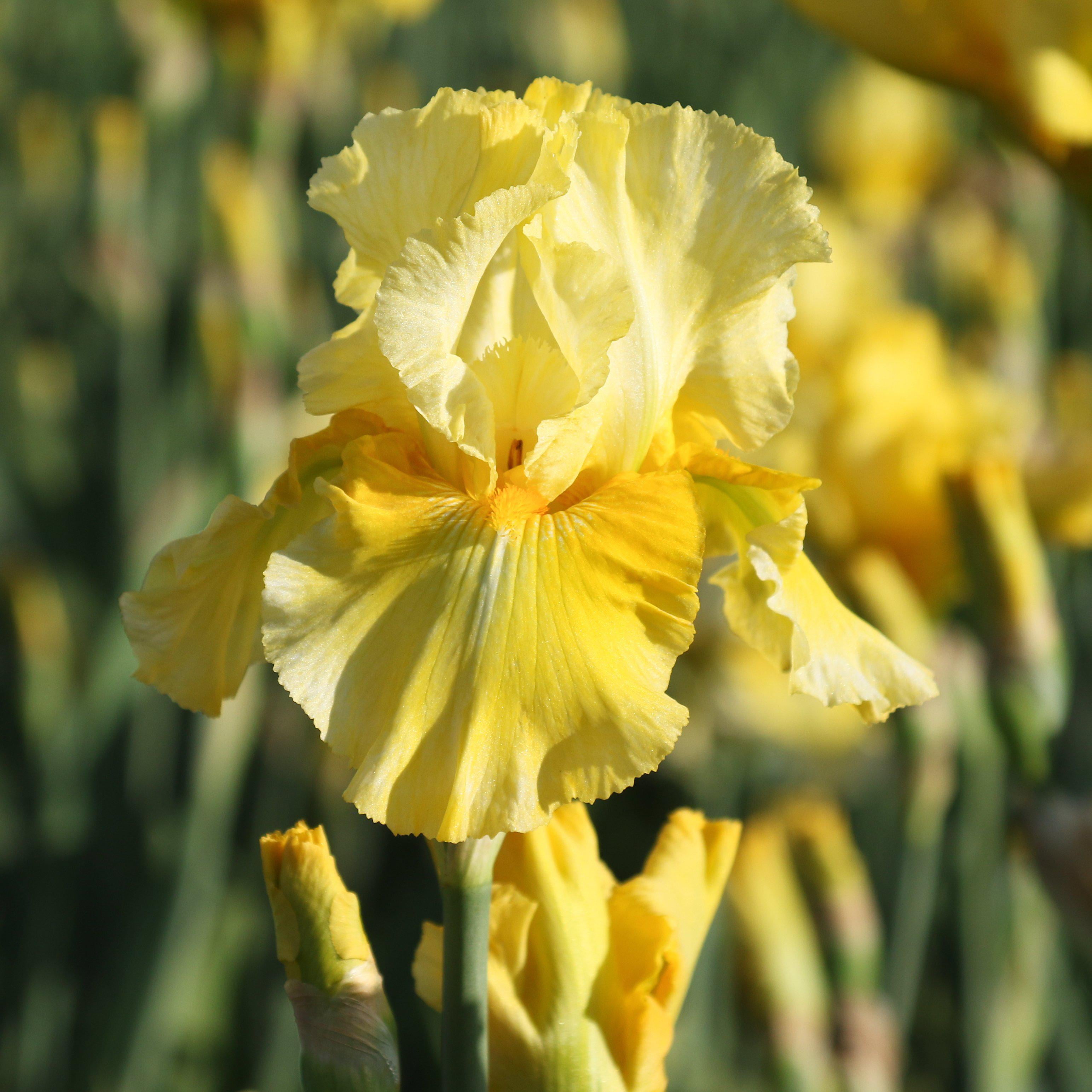 Outdoor & Gardening 3 Bright Yellow Iris bulbsrhizomes set of 3 Home ...