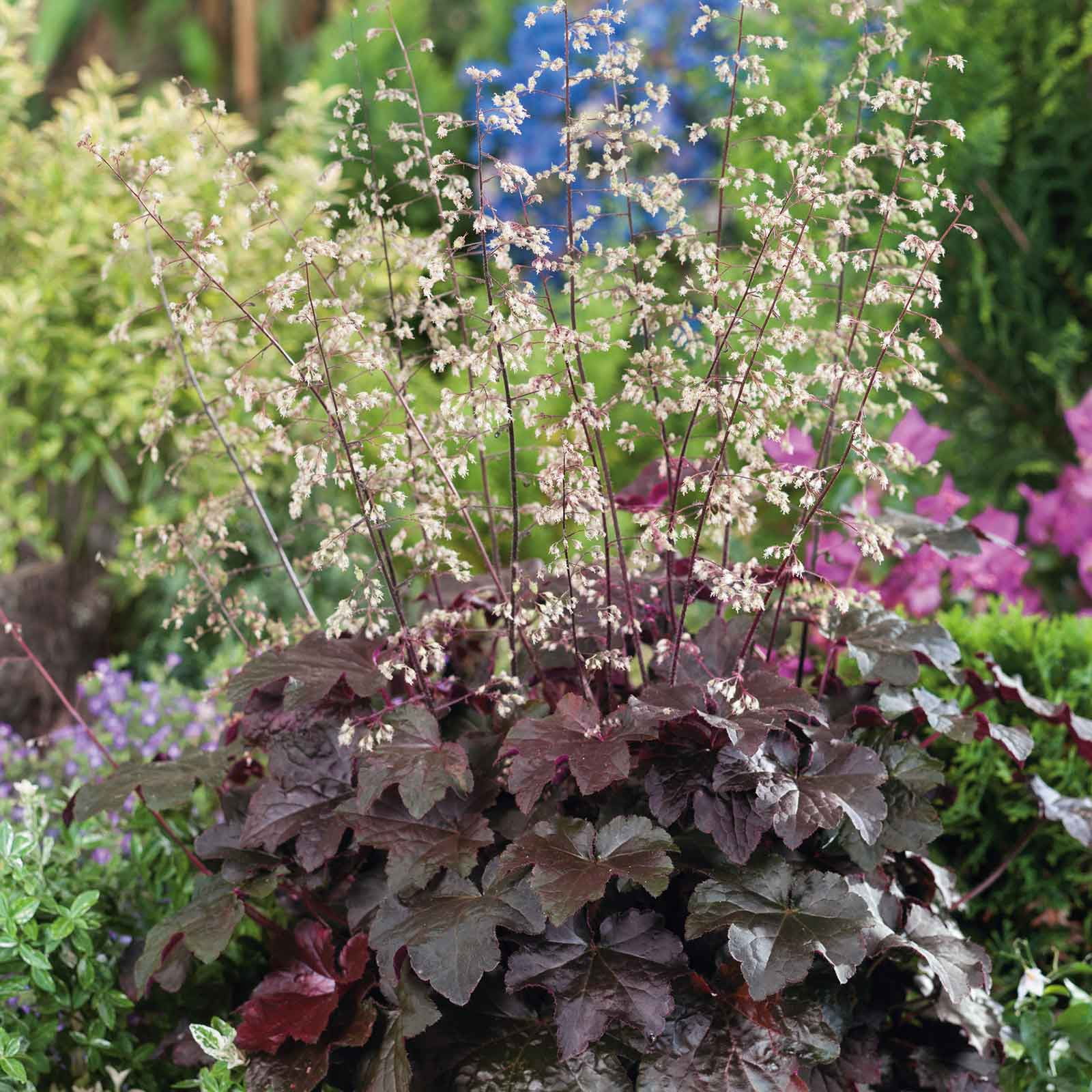 Heuchera Americana Palace Purple