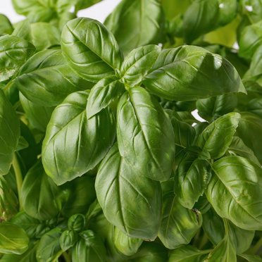 Modern Sprout Basil Grow Kit 1 pk - Walmart.com