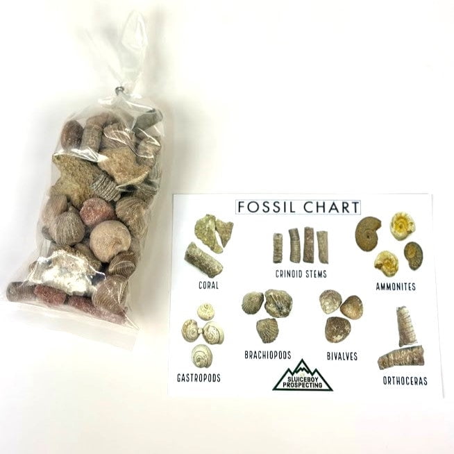 Fossil Mix | Bag of Genuine Fossils! - Walmart.com
