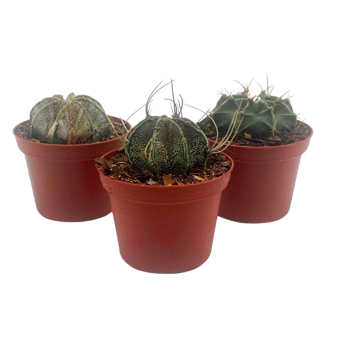 Rare Gymnocalycium, Moon Cactus Assortment, Goat's horn, bishop's cap ...