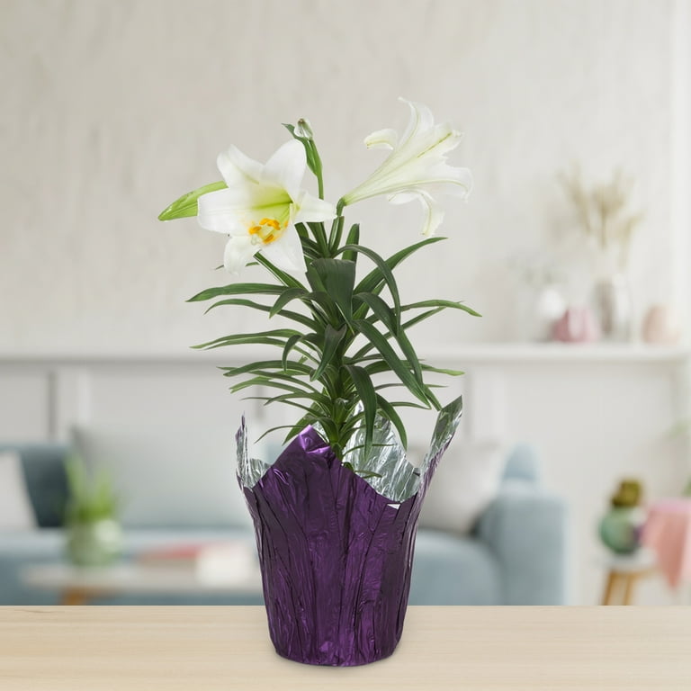 Easter Lily Plant