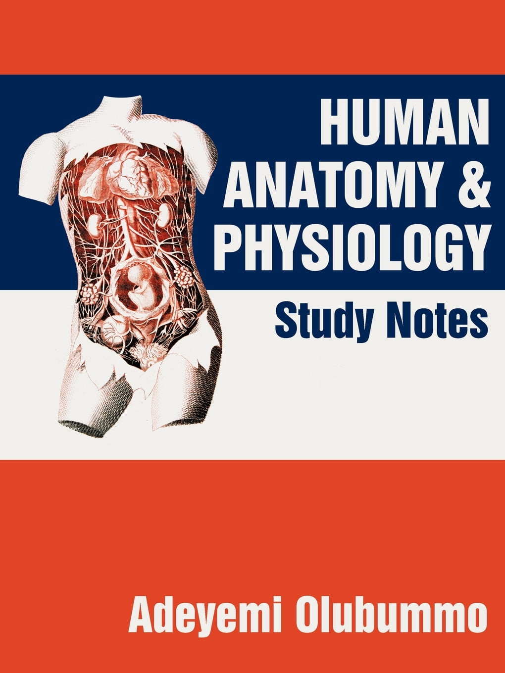 Human Anatomy and Physiology: Study Notes (Paperback) - Walmart.com ...