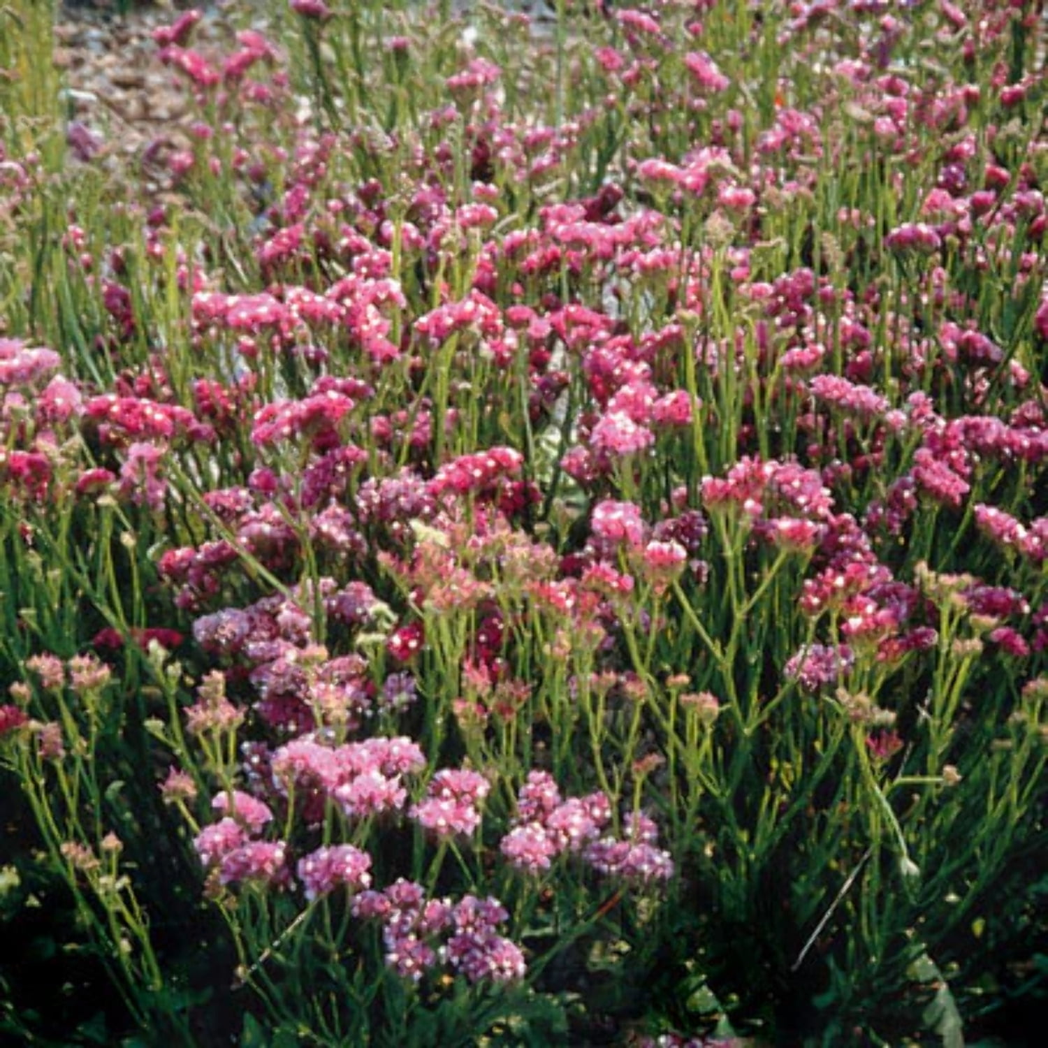 Statice Seeds - QIS Rose Variety Seeds - Non-GMO - 500 Seeds - Walmart.com