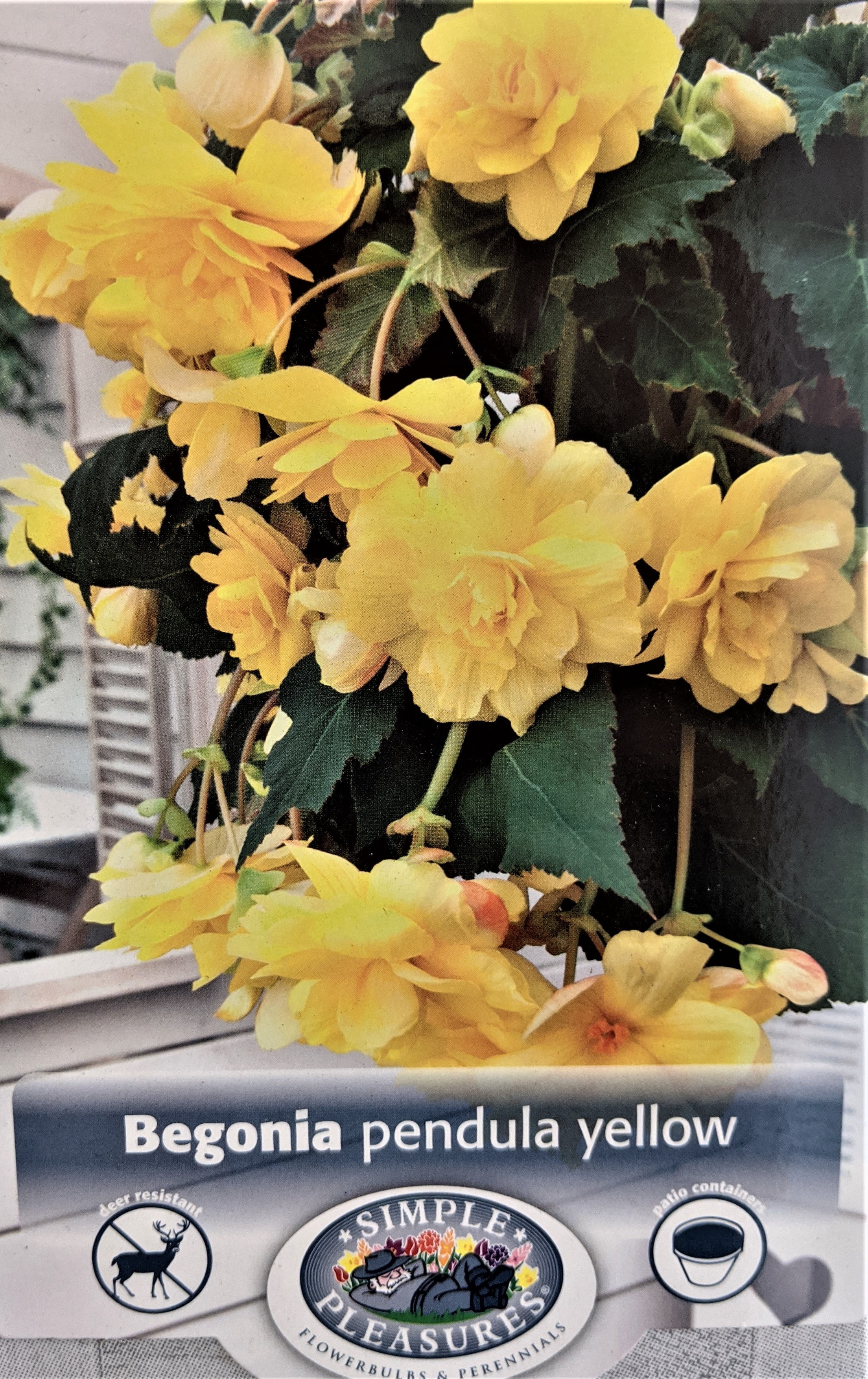 Pendula Yellow Begonia 2 Bulbs - 5/6cm Bulbs - Great in Hanging Baskets ...