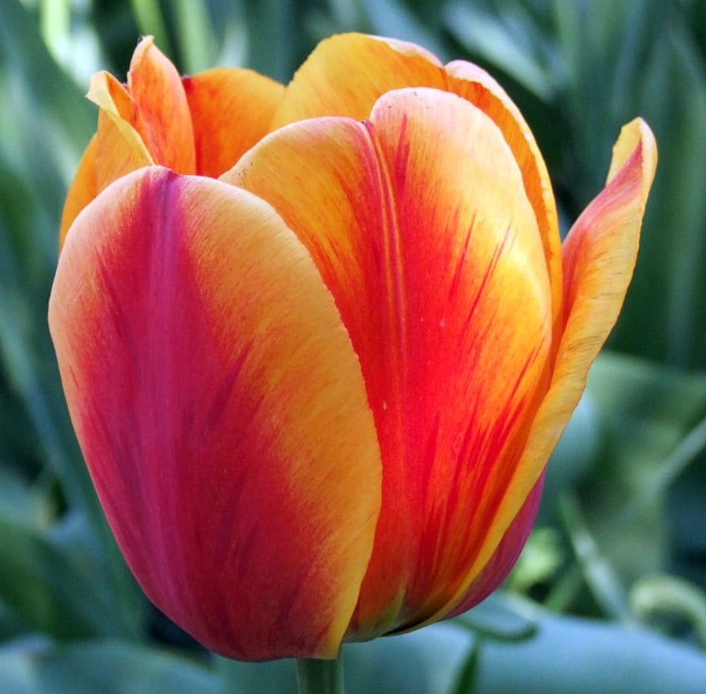 Apeldoorn's Elite Darwin Tulip 10 Bulbs 12/+ cm - Giant Blooms ...
