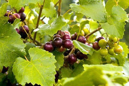 Dixie Red Muscadine Grape Plant - Self Fertile Variety - 4" Pot ...