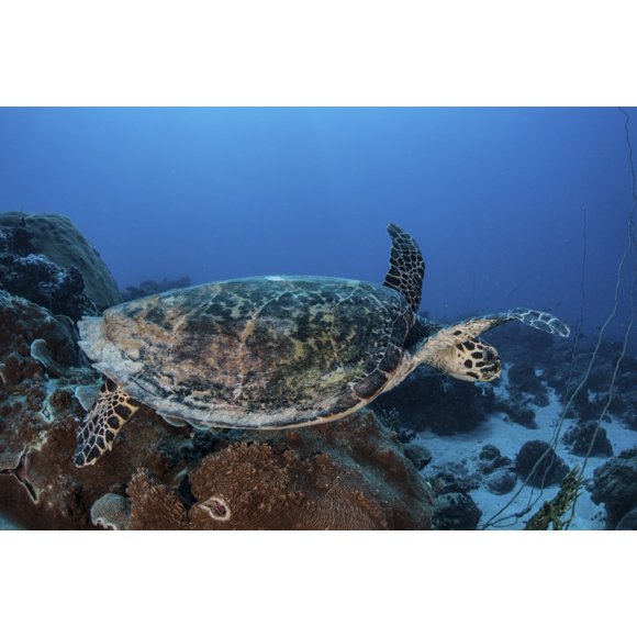Hawksbill Turtle Shell