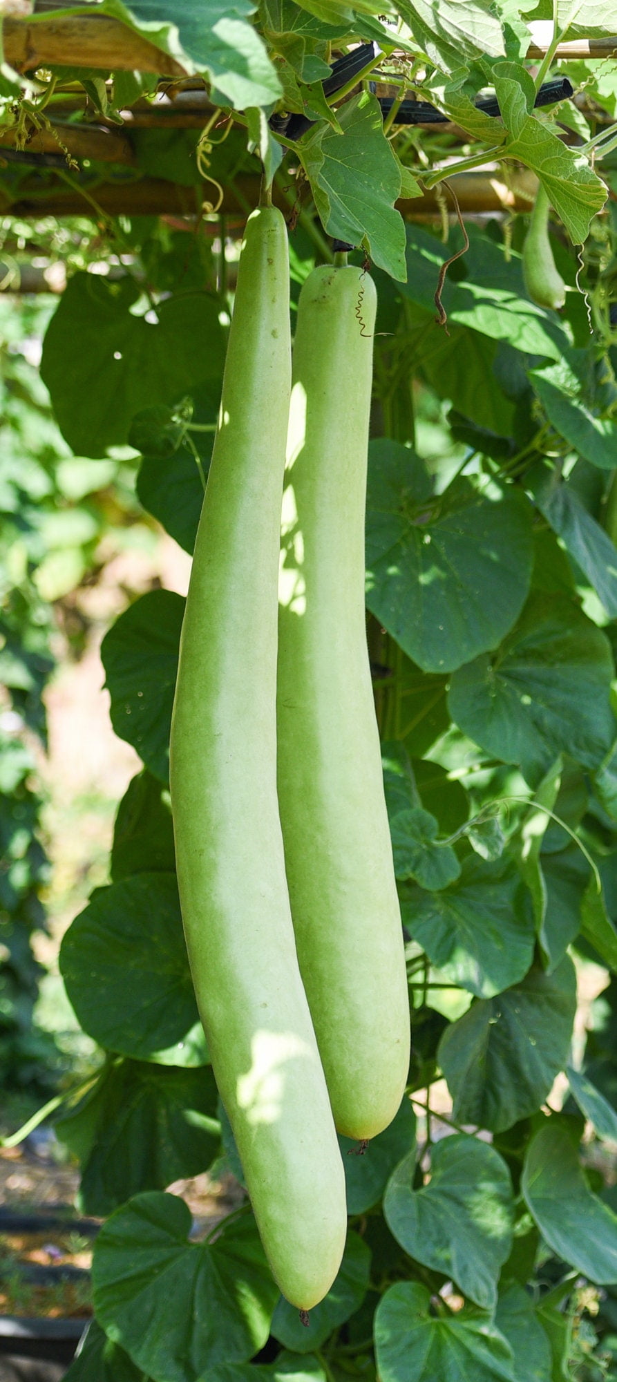 Cuccuza Gagootza Serpente di Sicilia Cuccuzi Italian Long Gourd Squash ...