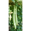 Indian Planting Large Pack - Nam Tao Ngam Gourd Seeds, Hybrid, Non-GMO ...
