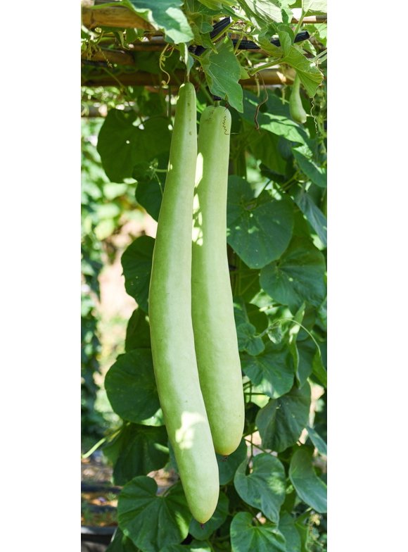 Squash Seeds in Seed Gardening - Walmart.com