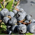 Top Hat Blueberry Plant Live, Dwarf Blueberry Starter Bush for Garden ...