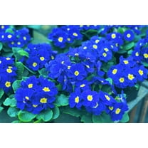 100 WHITE FAIRY PRIMROSE Primula Malacoides Baby Primrose Shade ...