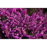 100 Scotch TRUE HEATHER Shrub Scot's Purple Pink Flower Calluna ...