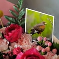 3drose, Texas, Mission, Dos Venadas Ranch Harris Hawk Bird - Us44 ...