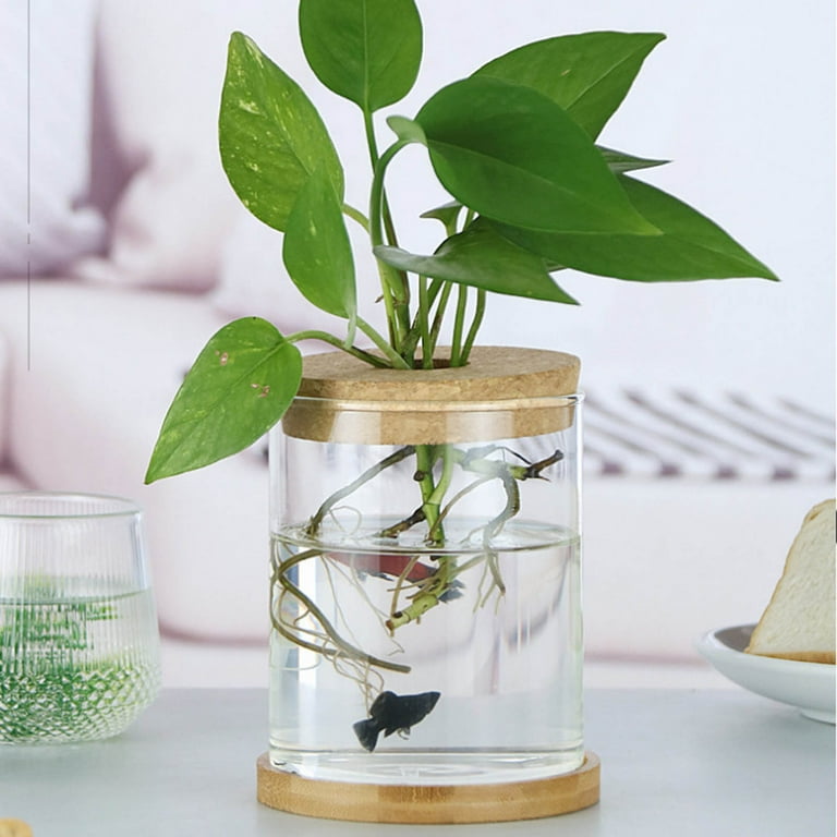 Money Plant In Glass Bottle