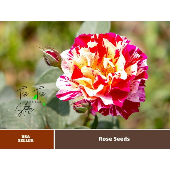 Walmart Light Blue Rose Seeds #1133 | 30 Rare Seeds | Fast Shipping ...