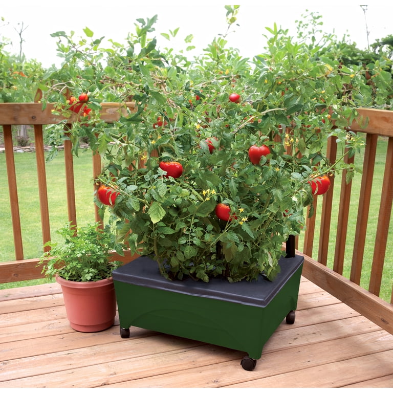 Green Tomato Self Watering Grow Boxes