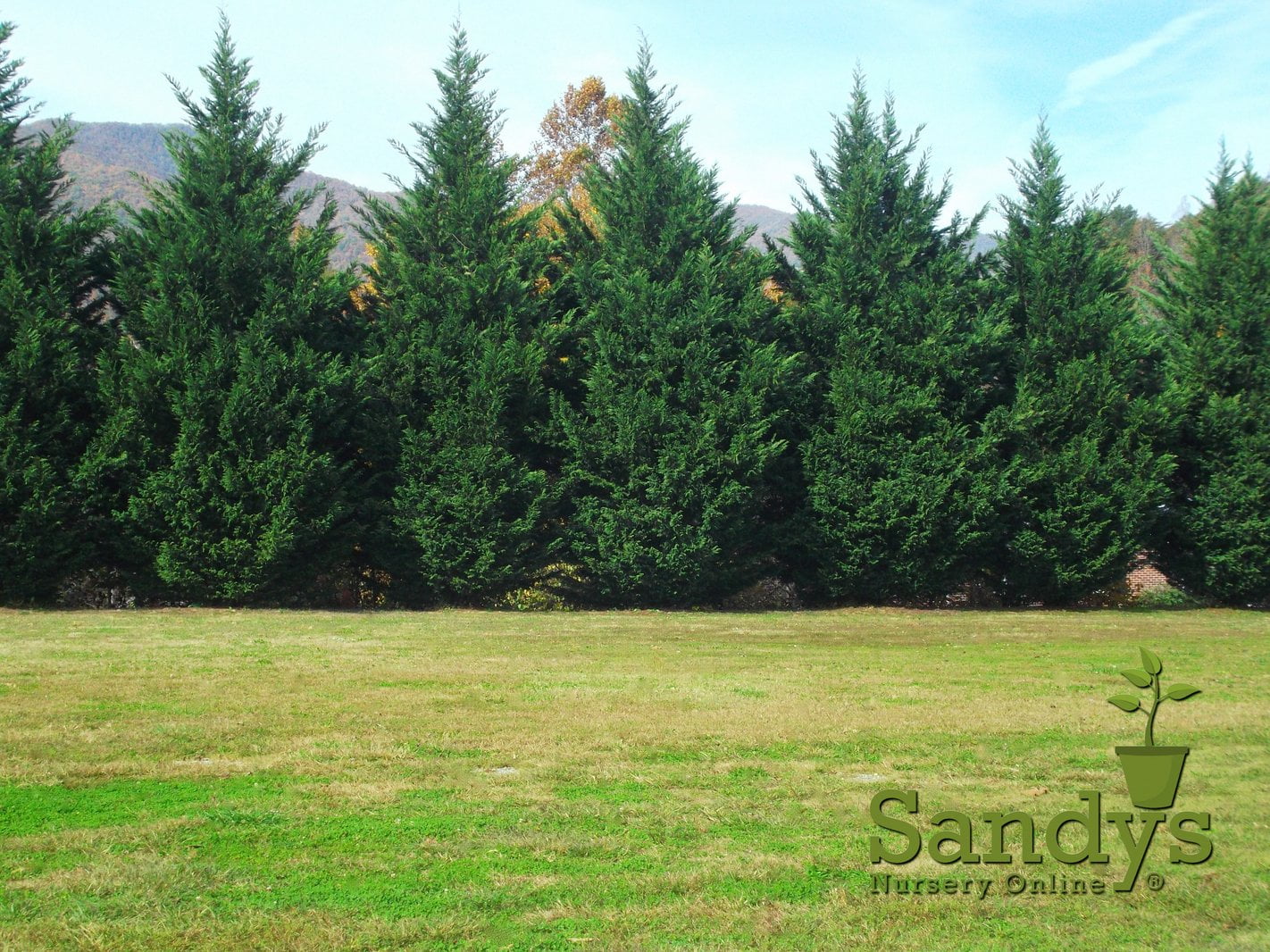 Green Giant Arborvitae Vs Leyland Cypress Whats The 48 Off