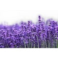 Seedville USA 300 Italian Lavender Lavandula Angustifolia Fragrant Blue ...