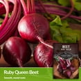 2 Packs Ruby Queen Red Beet Seeds - Non-GMO Heirloom Full Sun Biennial ...