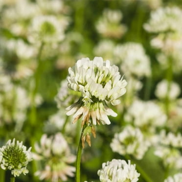 Outsidepride Perennial White Miniclover Clover Seeds For Lawns ...