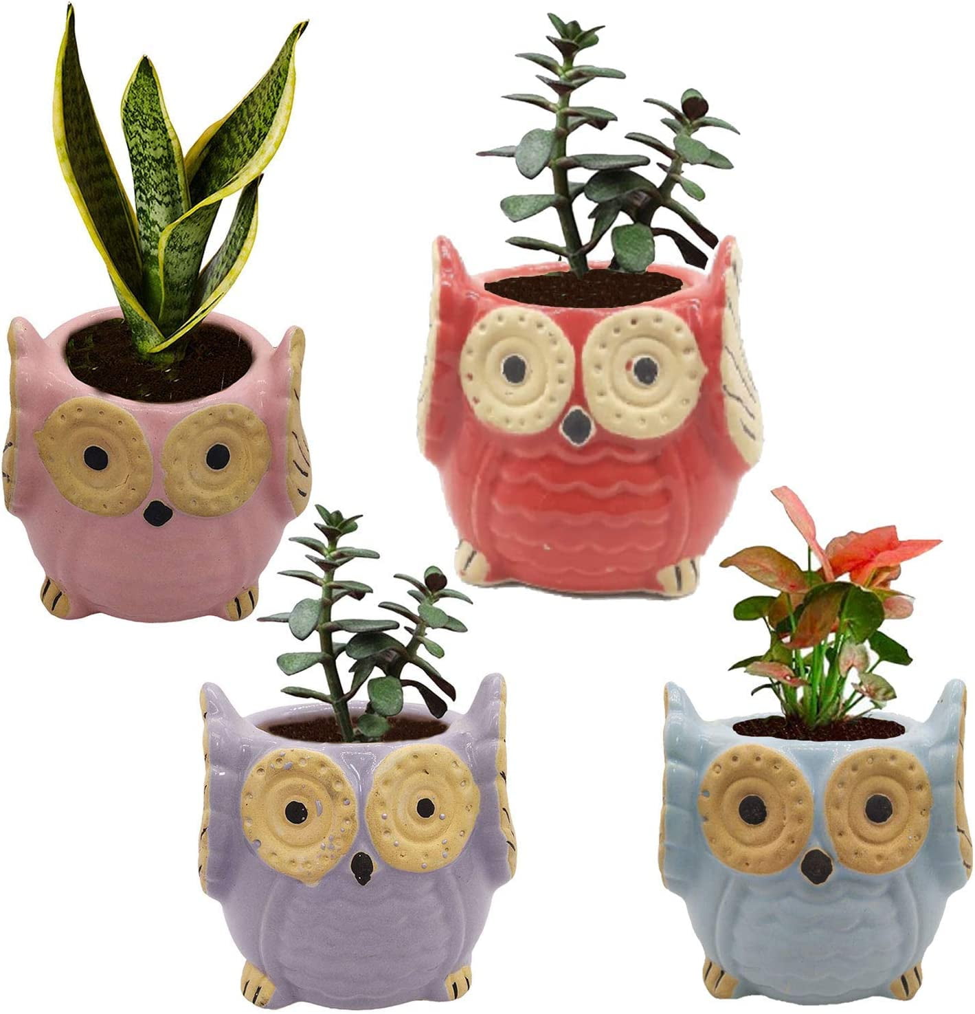 India Meets India Ceramic Planter, Owl Shaped [Multi-Color - 3.5 inch ...
